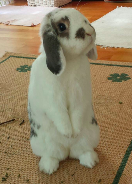 Meerkat lookalike :: Rabbit Behaviour, Health & care