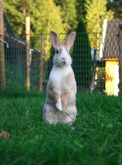 Meerkat lookalike :: Rabbit Behaviour, Health & care