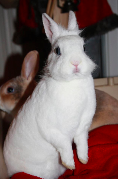 Meerkat lookalike :: Rabbit Behaviour, Health & care