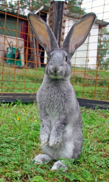 Meerkat lookalike :: Rabbit Behaviour, Health & care